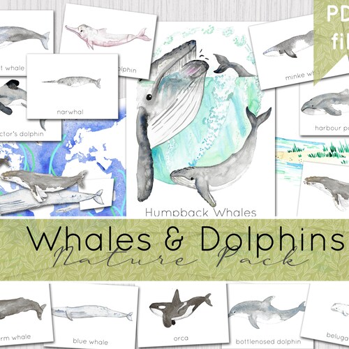Whales and Dolphins Nature Pack Marine Biology Ocean | Etsy
