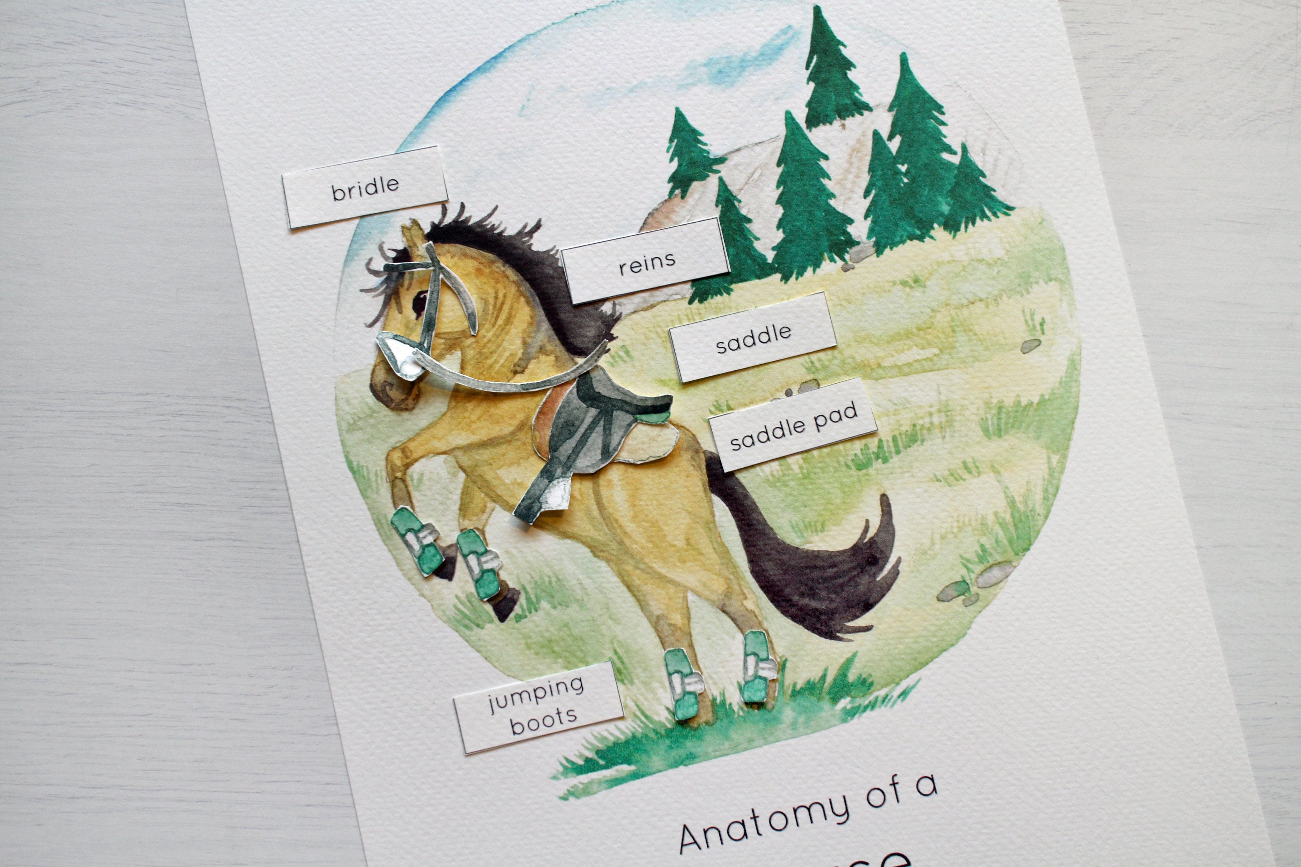 Horse Anatomy Interactive Printable Poster Anatomy of a | Etsy