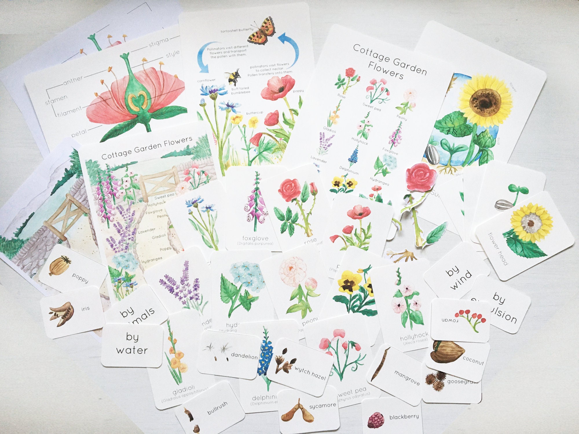 Cottage Garden Flowers Printable Science and Nature Study Pack - Etsy UK