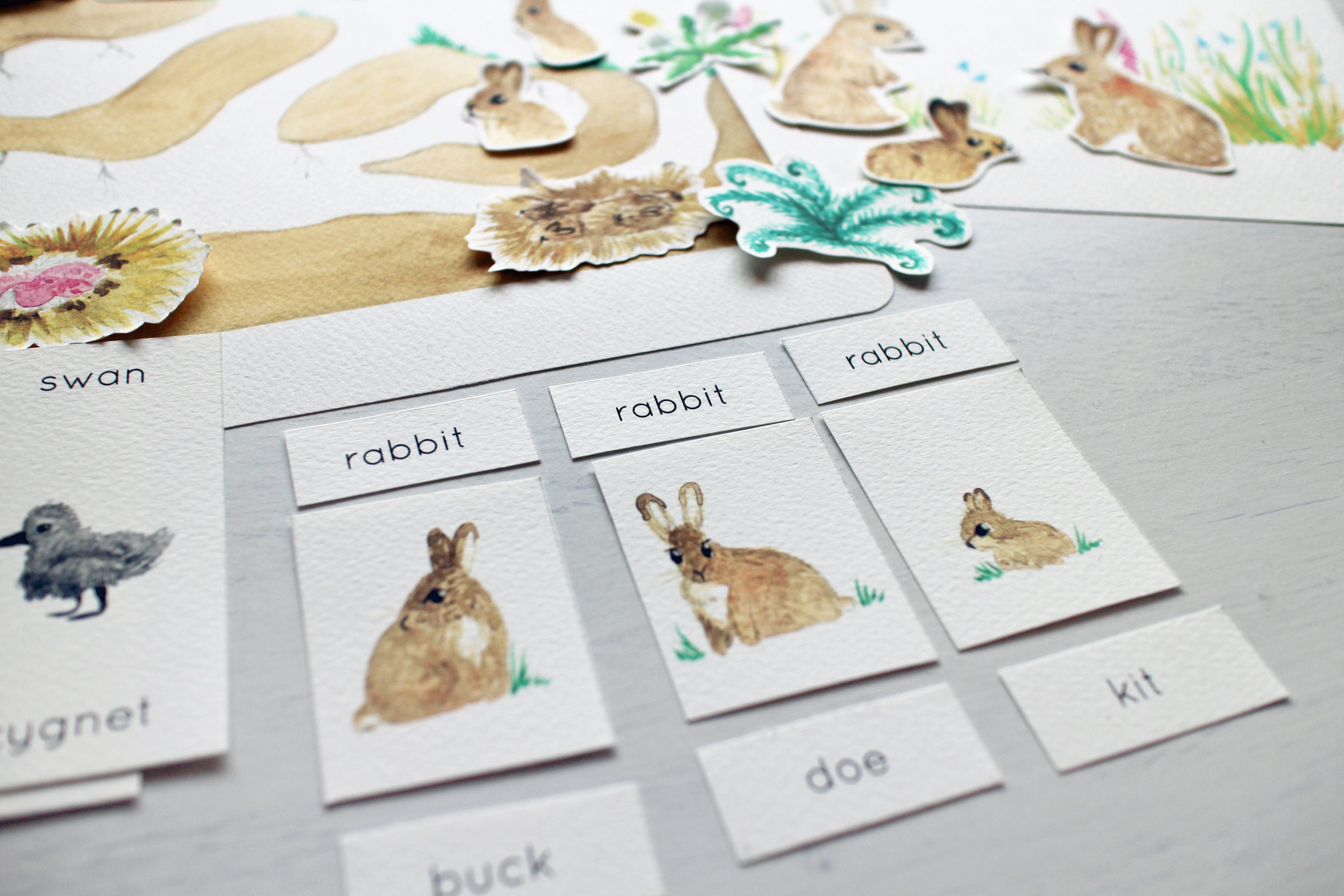Rabbit & Lagomorph Nature Study Pack European Rabbit | Etsy UK