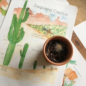 Sonoran Desert Nature Pack | North American Nature Study | Instant ...