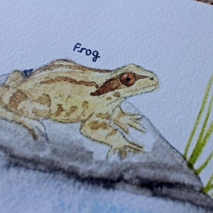 Frog Nature Pack Printable Nature Study Includes 1 Poster - Etsy