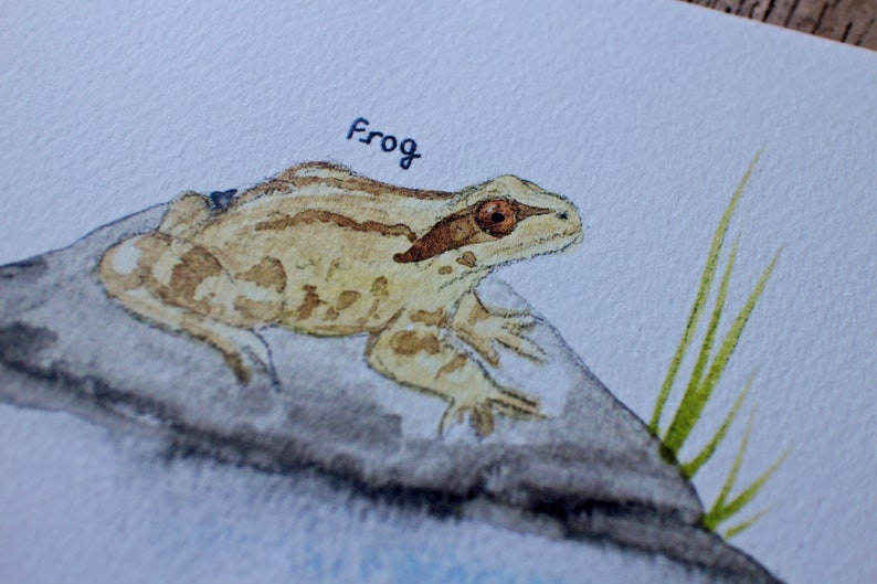 Frog Nature Pack Printable Nature Study Includes 1 Poster | Etsy UK