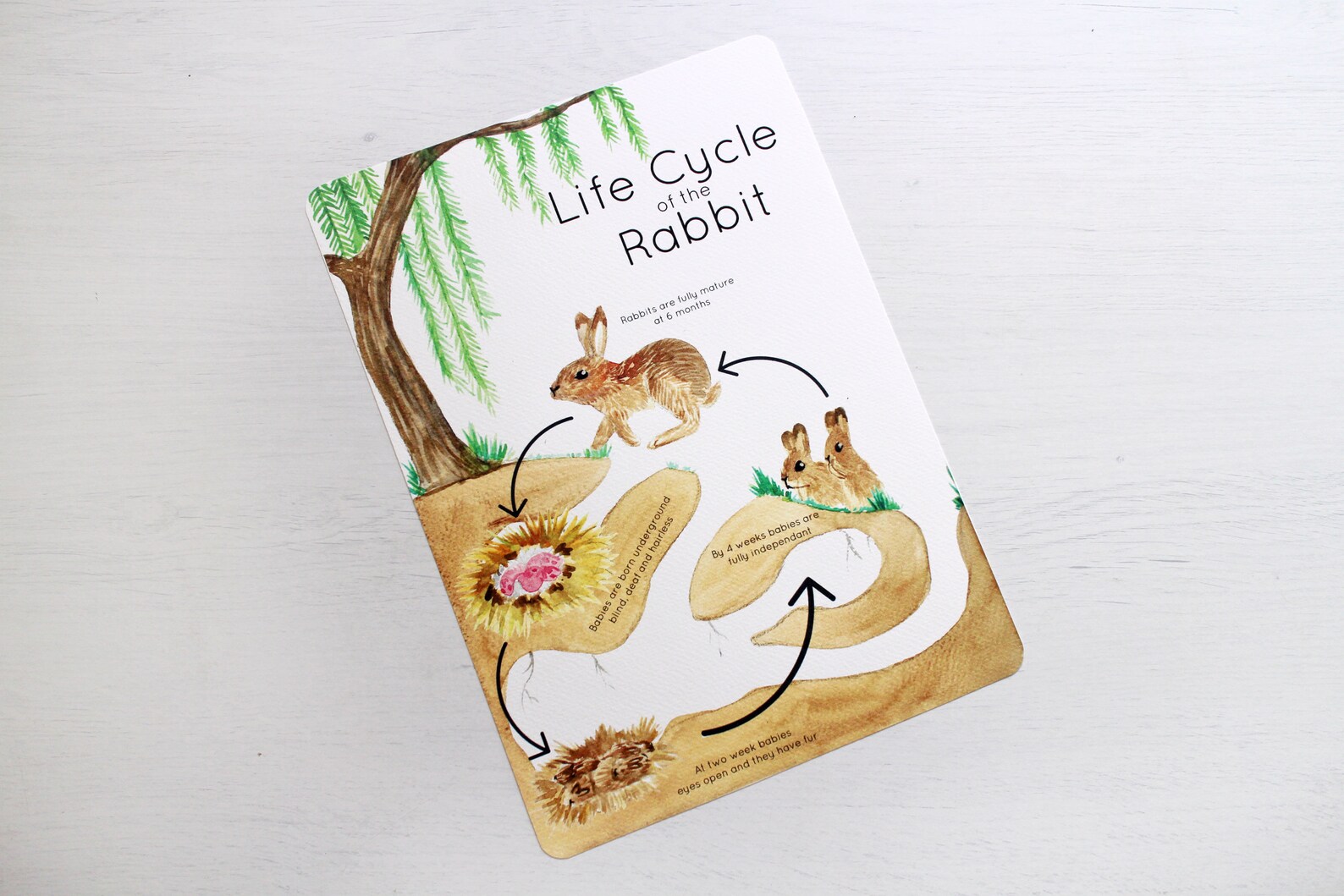 Rabbit Life Cycle Educational Poster Printable Poster | Etsy UK