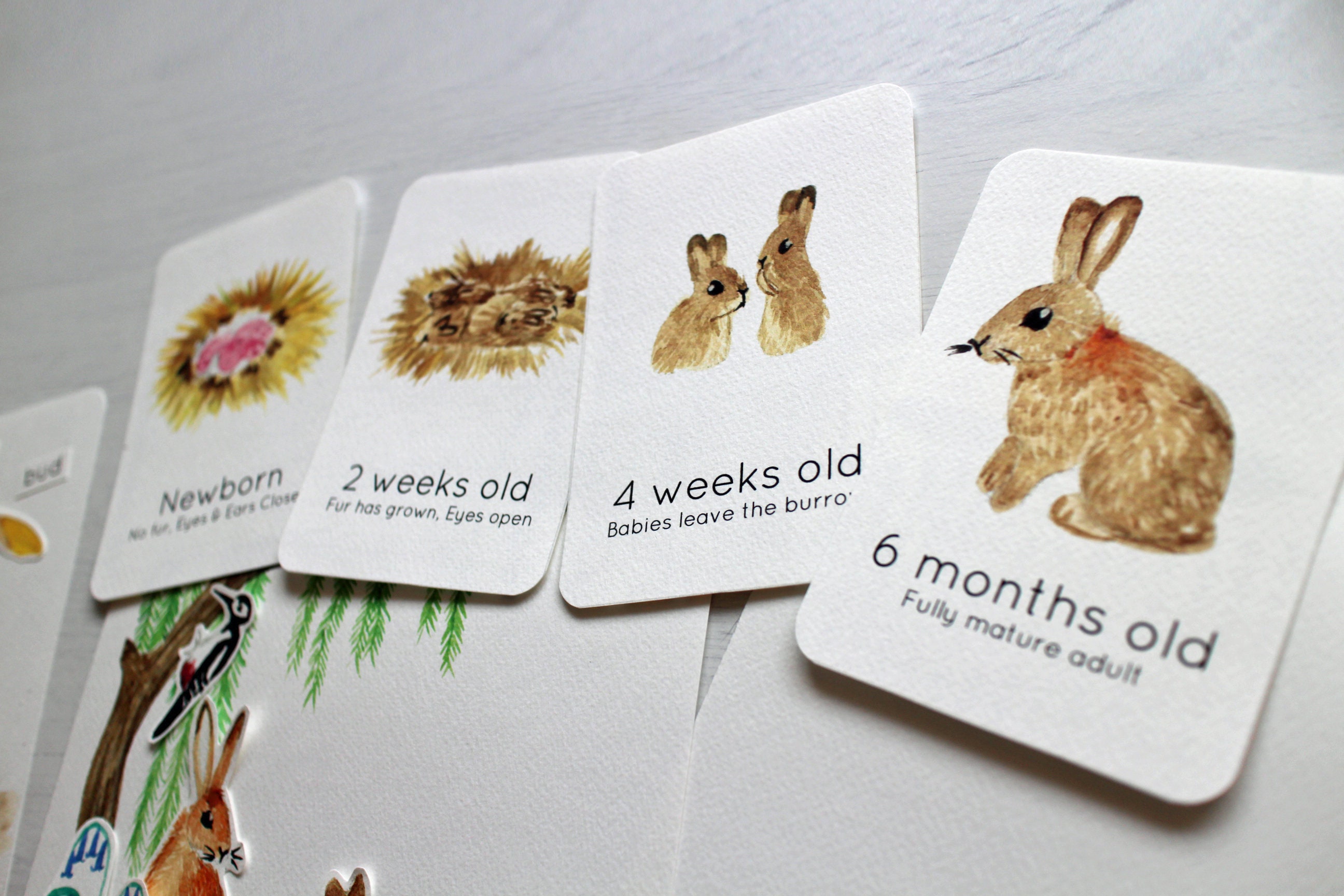 Rabbit & Lagomorph Nature Study Pack European Rabbit | Etsy UK