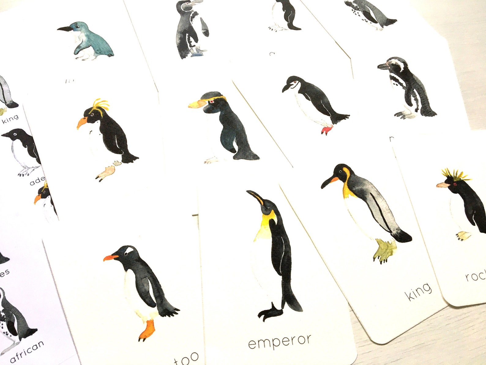 Penguin Flashcards | Etsy