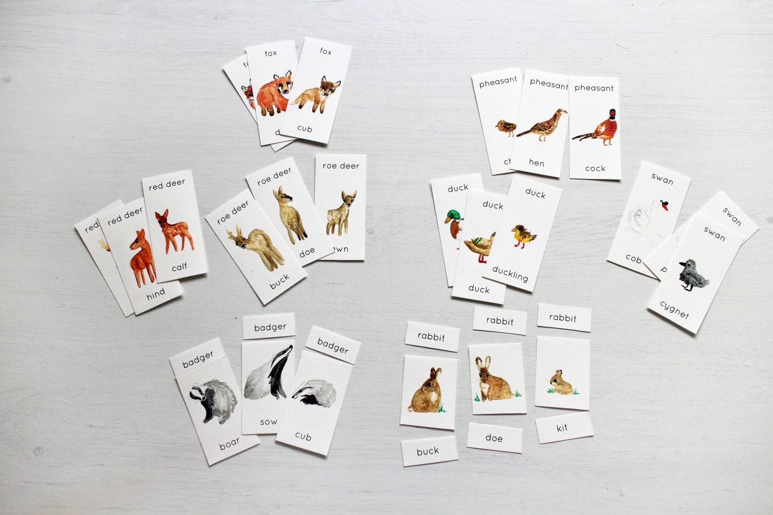 Rabbit & Lagomorph Nature Study Pack European Rabbit - Etsy UK
