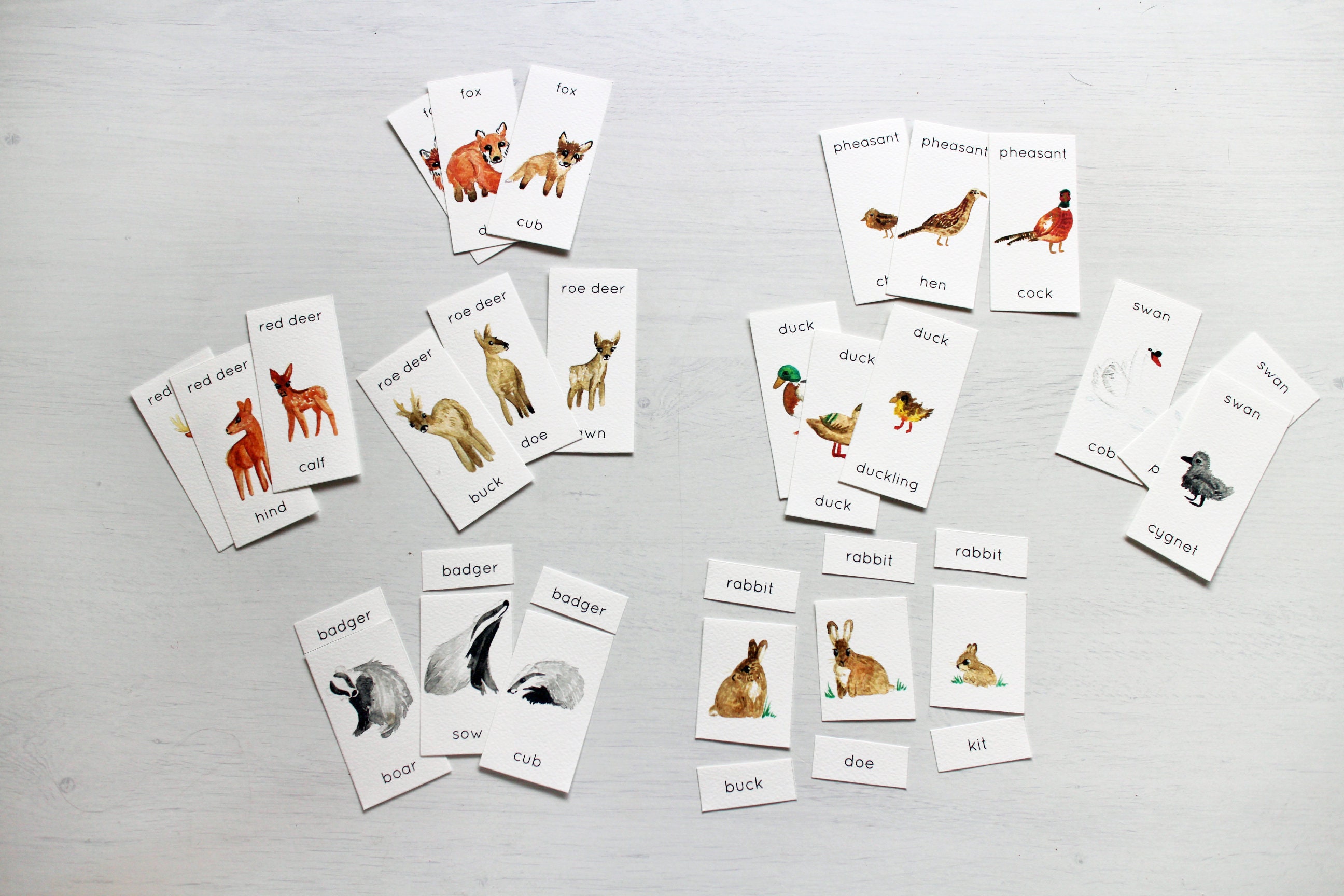 Rabbit & Lagomorph Nature Study Pack European Rabbit | Etsy UK