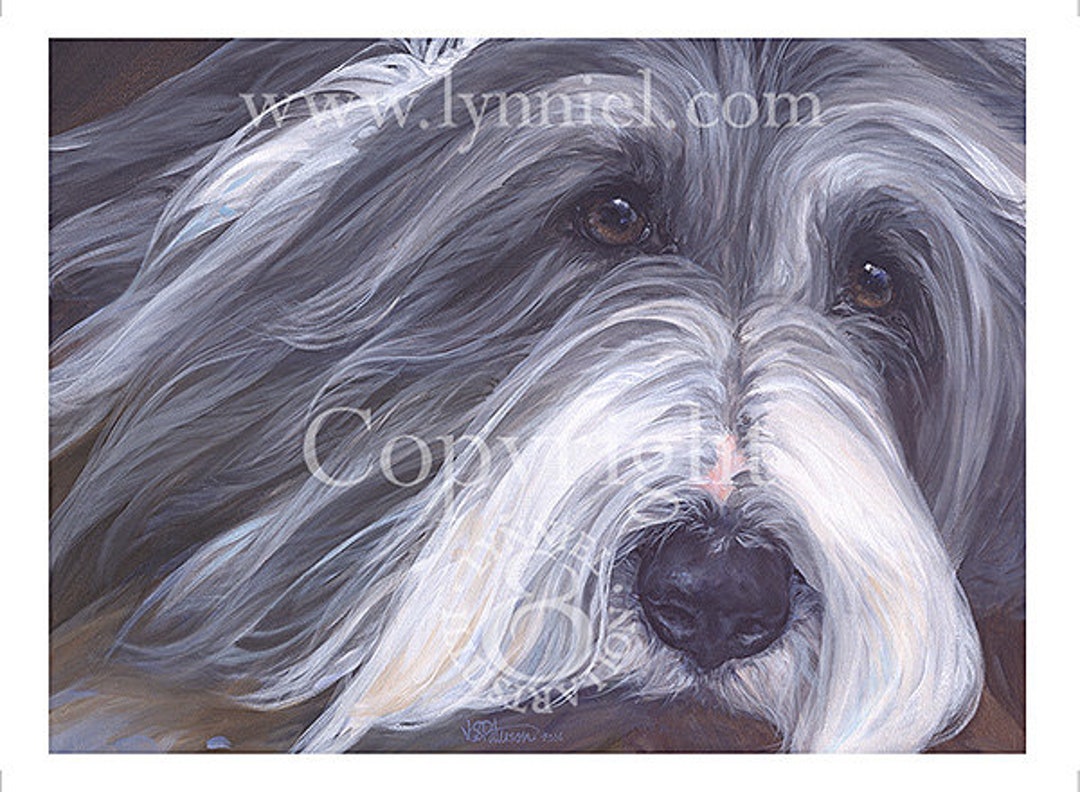 BEARDED COLLIE 'ella' Head Portrait Fine Art Dog Print by Lynn Paterson ...