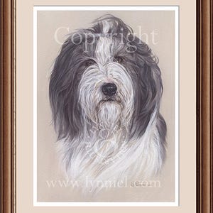 BEARDED COLLIE Head Study Fine Art Print - Etsy