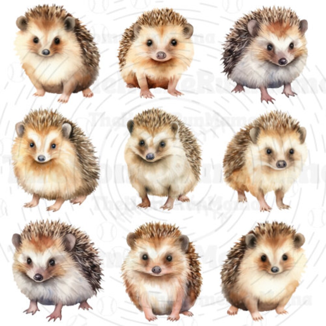 Watercolor Hedgehogs PNG SVG JPG Pet Hedgehogs Murder Mouse - Etsy