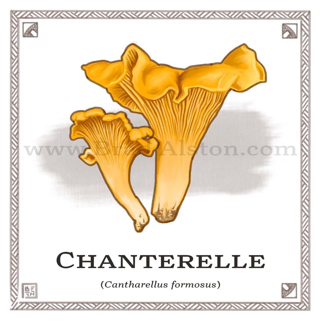 Chanterelle Art Print - Etsy