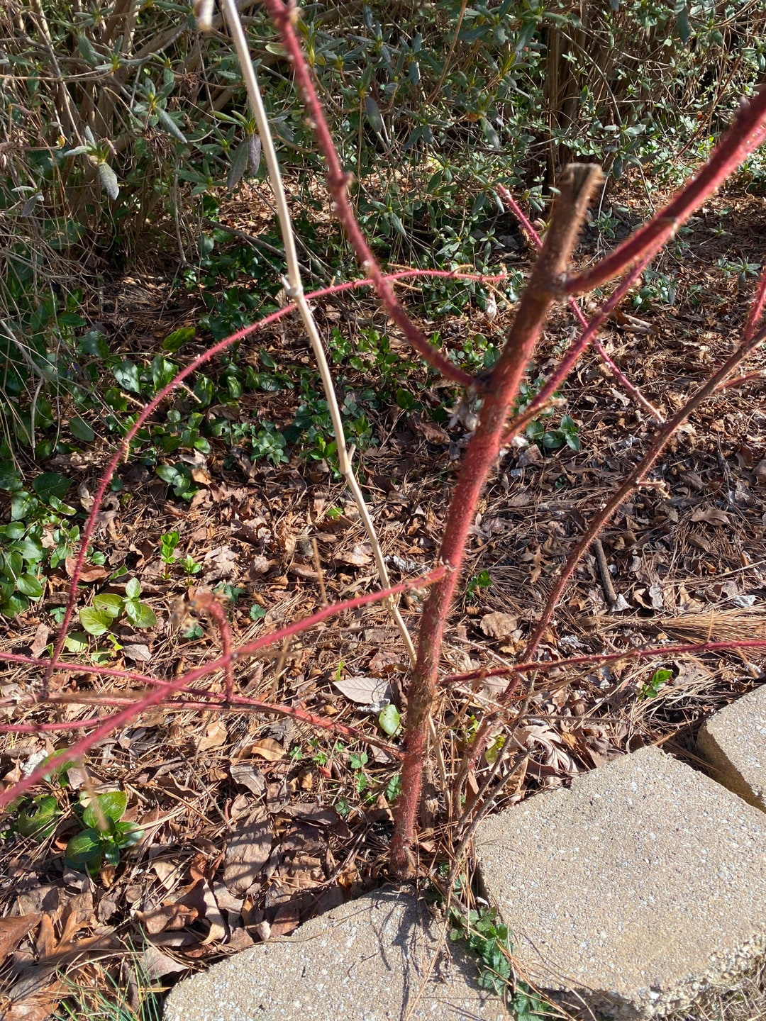 Japanese Wineberry Live Plant Wineberry Bush Landscaping - Etsy