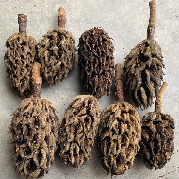 Magnolia Tree - Etsy