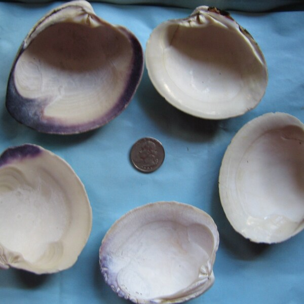 Large Clam Shells - Etsy