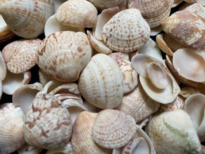 Natural Atlantic Ocean Clam Shells, Sea Shell Collection, Shell Lot ...