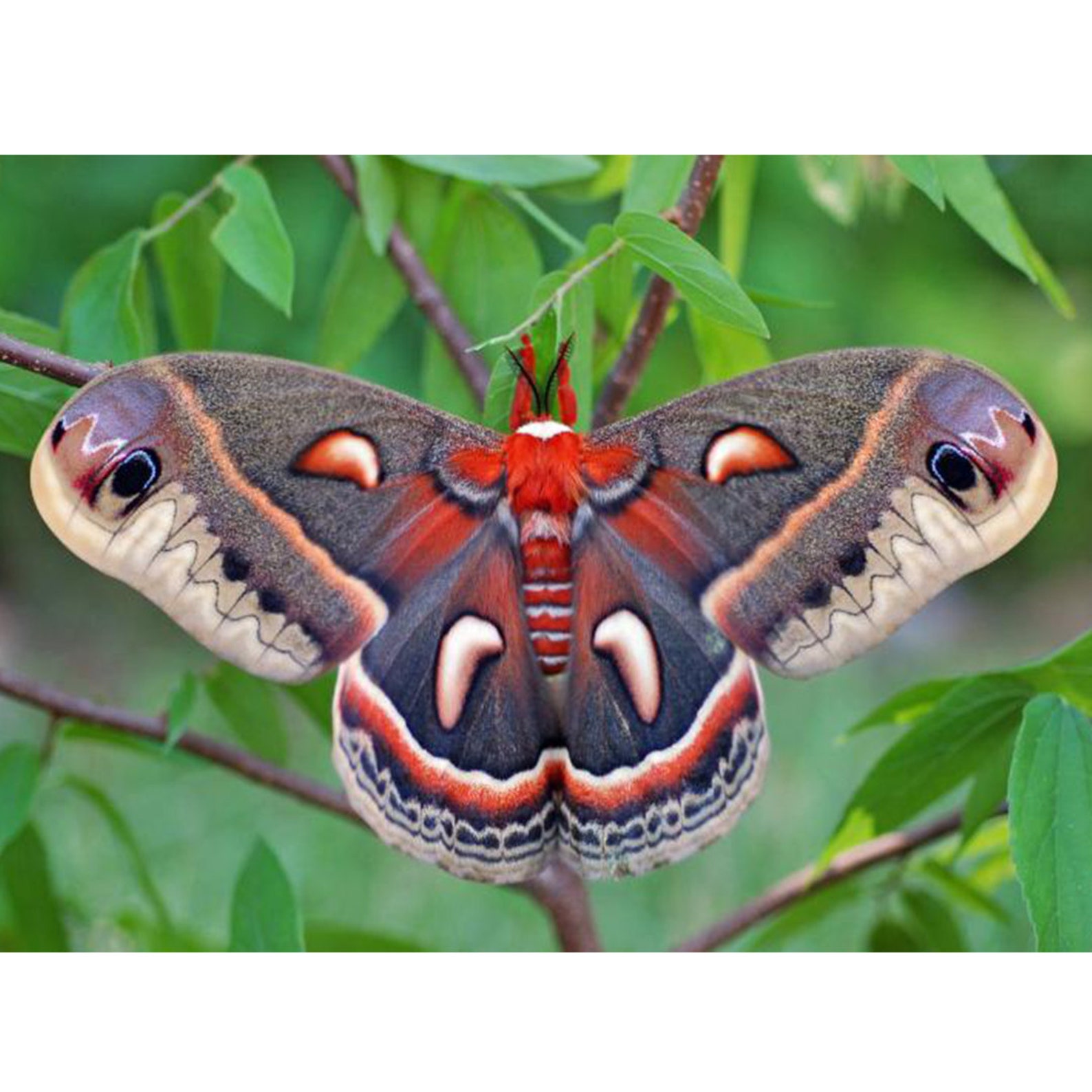 Butterfly Wing Shawl CROCHET PATTERN PDF Wrap Fairy Cosplay Goddess ...