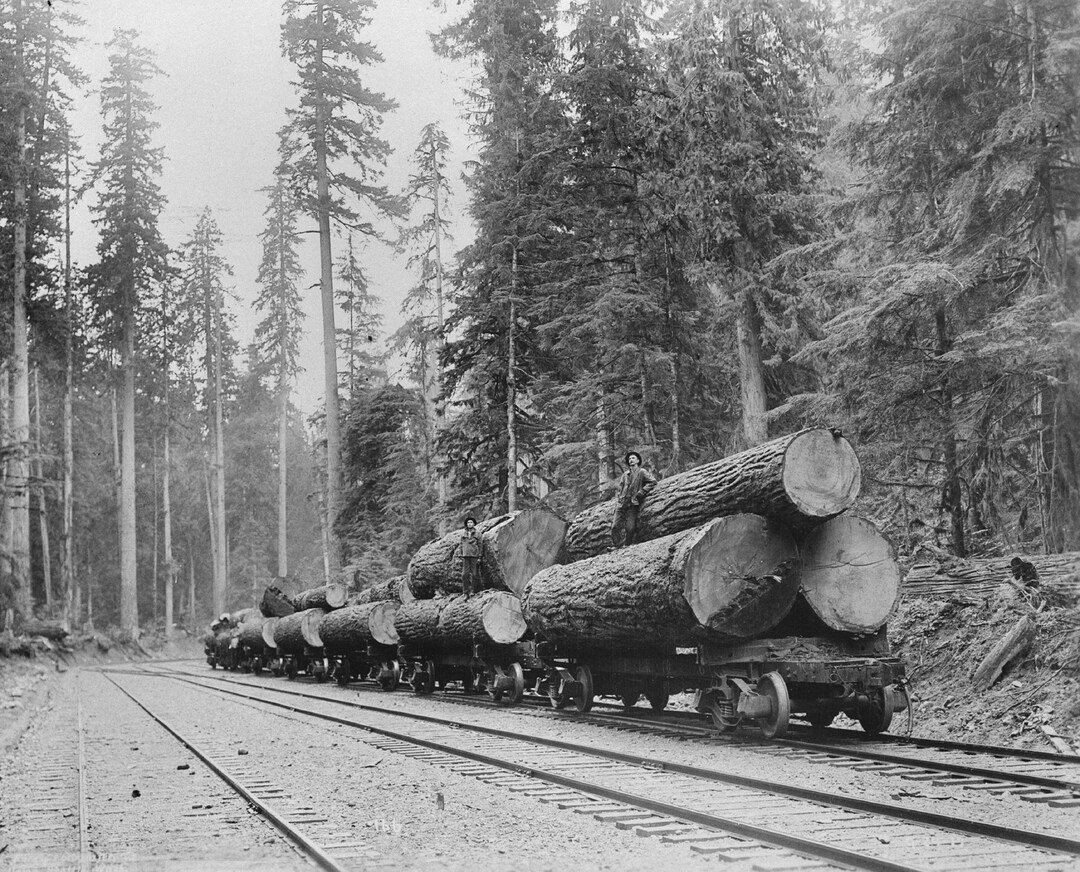 Logging, Train, 1930's, Old Photo, Washington, Black and White, New ...