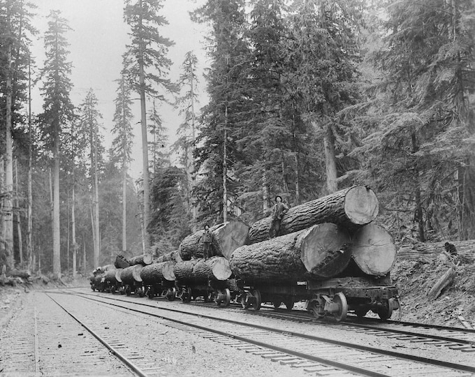 Logging, Train, 1930's, Old Photo, Washington, Black and White, New ...