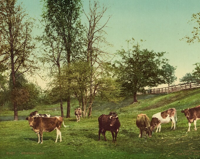 Cows in Meadow, 1902, Early 1900s, New Picture Print Reproduction - Etsy