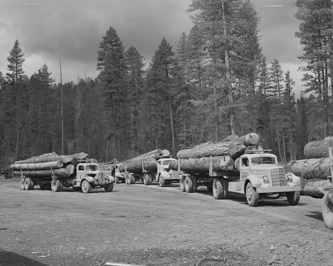 Grant County, Oregon, Logging, Truckloads of Logs, 1942, 1940's, Black ...