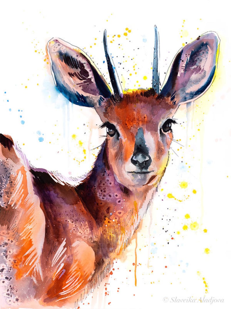 Steenbok Antelope Watercolor Painting Print by Slaveika Aladjova, Art ...