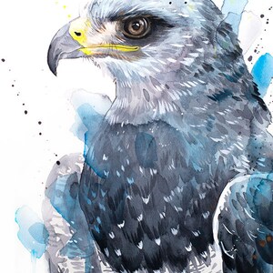 Black-chested Buzzard-eagle Watercolor Painting Print by Slaveika ...