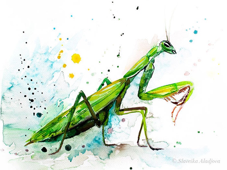 Mantis Watercolor Painting Print by Slaveika Aladjova Art - Etsy