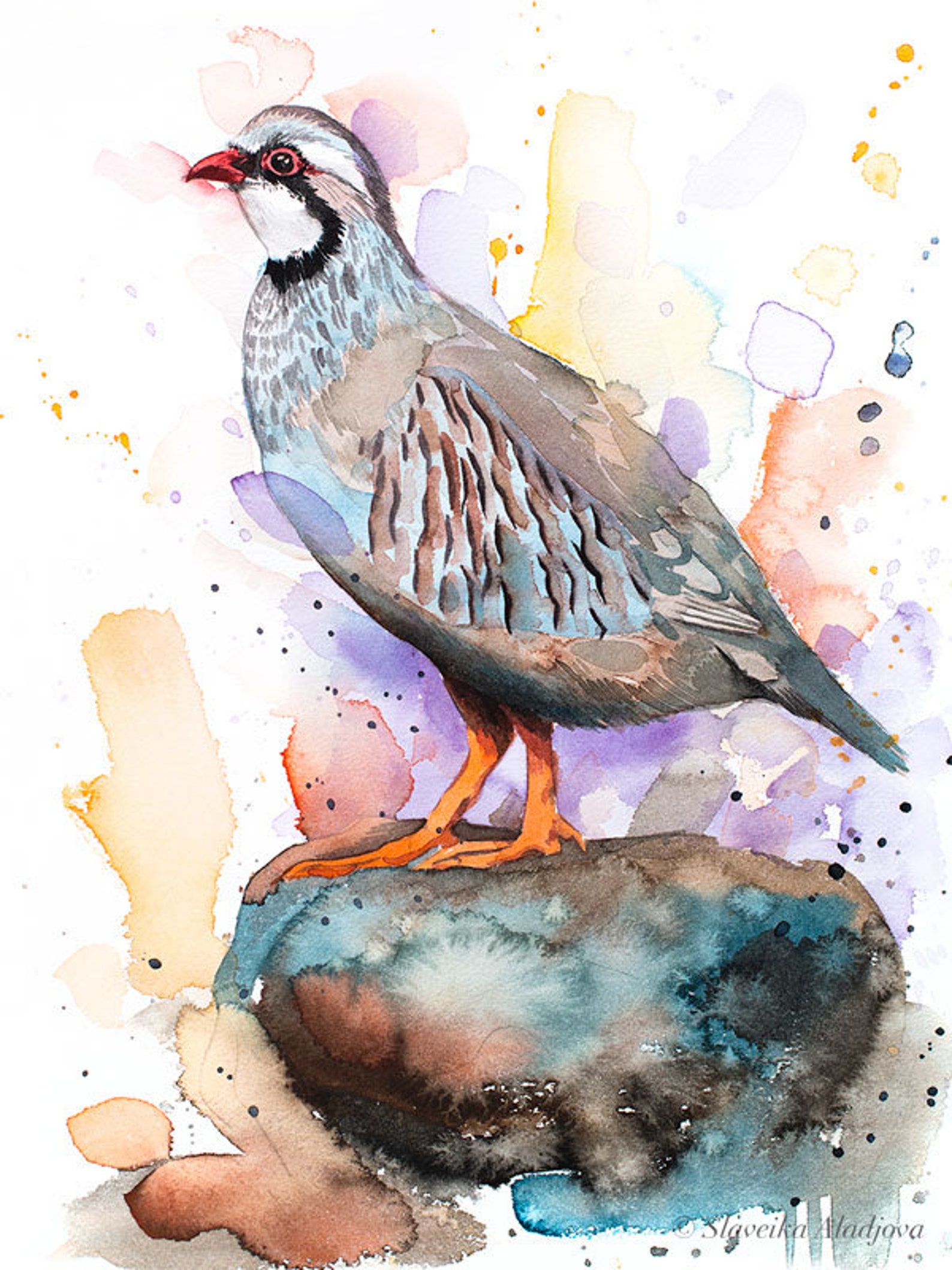 Impression d'art aquarelle perdrix rouge en édition limitée par ...
