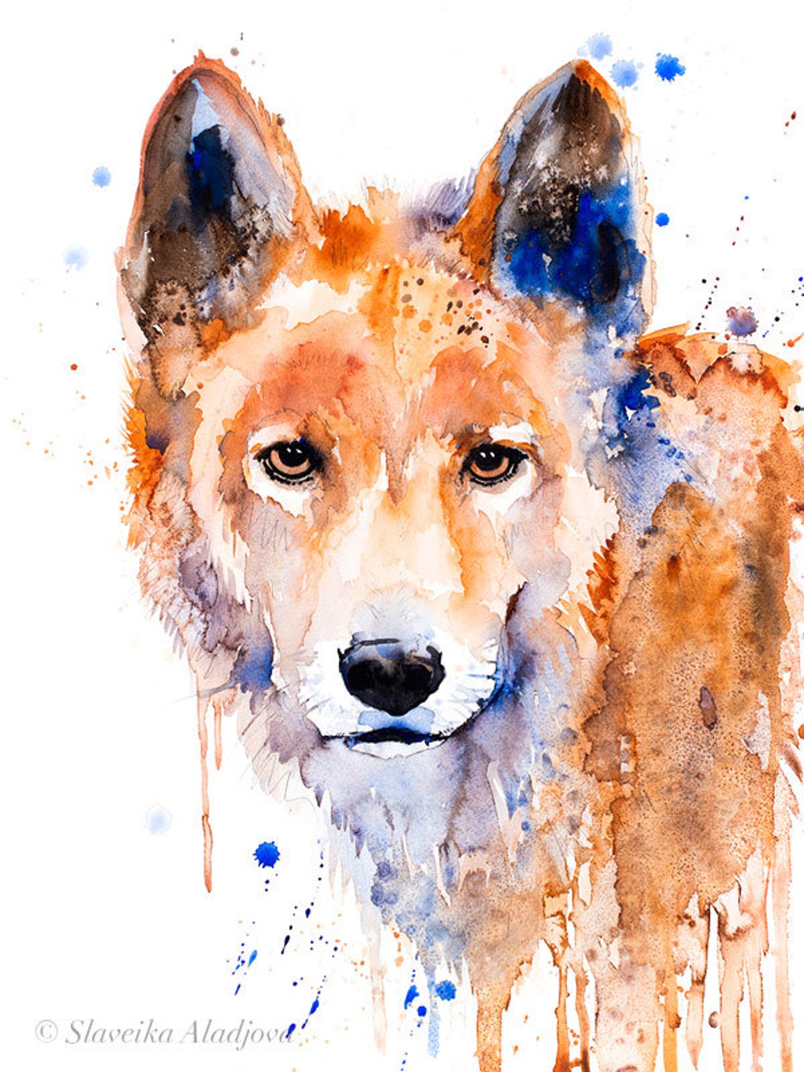 Dingo Watercolor Painting Print by Slaveika Aladjova Art - Etsy