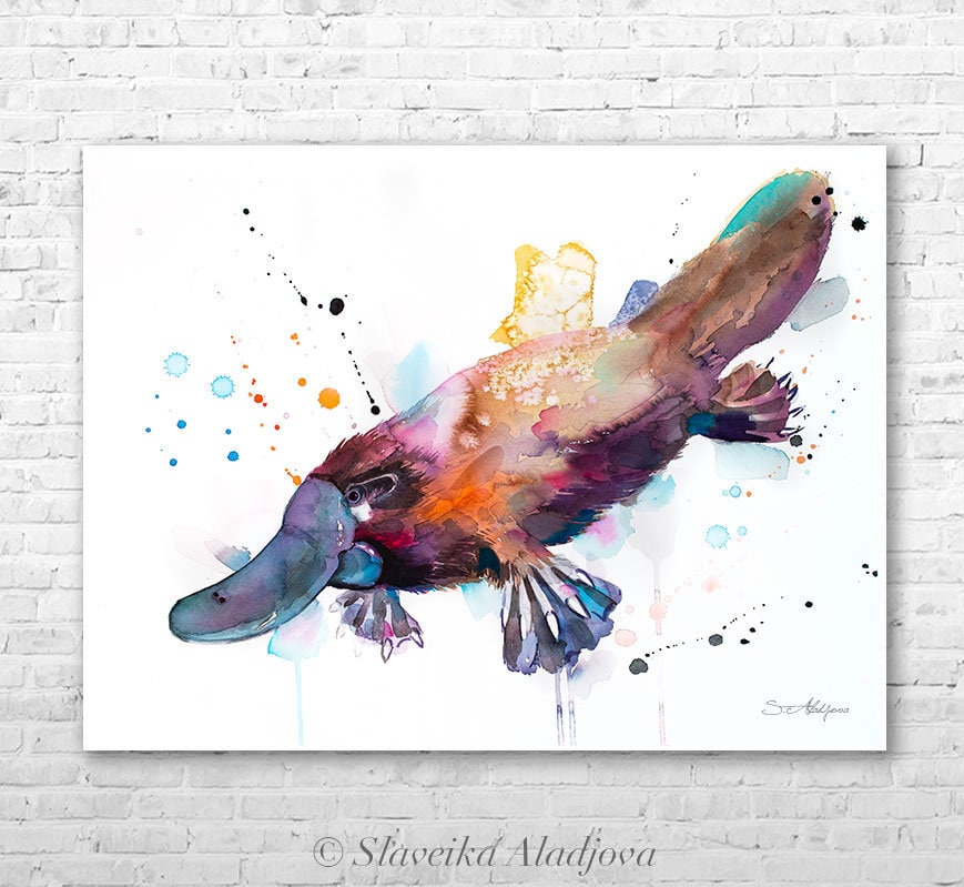 Platypus watercolor painting print by Slaveika Aladjova | Etsy