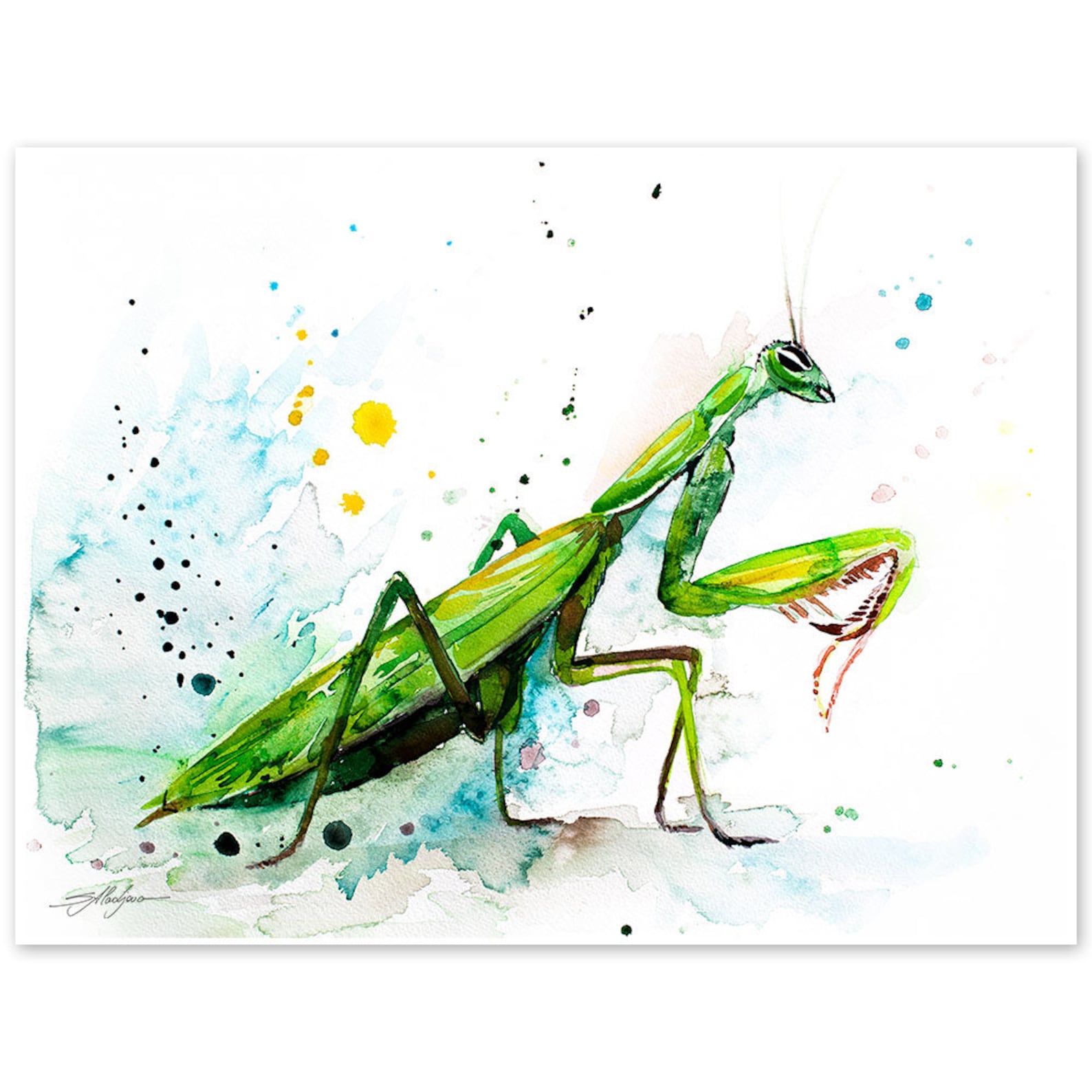 Mantis Watercolor Painting Print by Slaveika Aladjova, Art, Animal ...