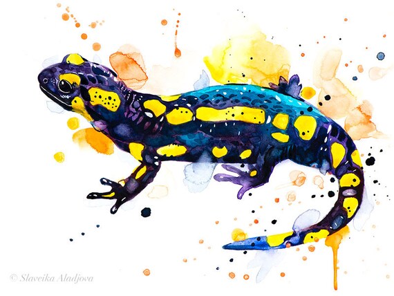 Fire Salamander Drawing