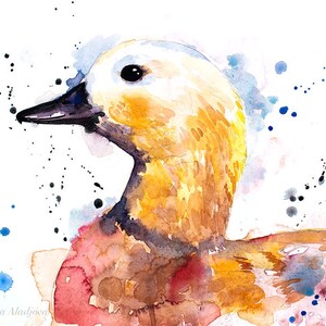 Ruddy Shelduck Duck Watercolor Painting Print by Slaveika Aladjova, Art ...