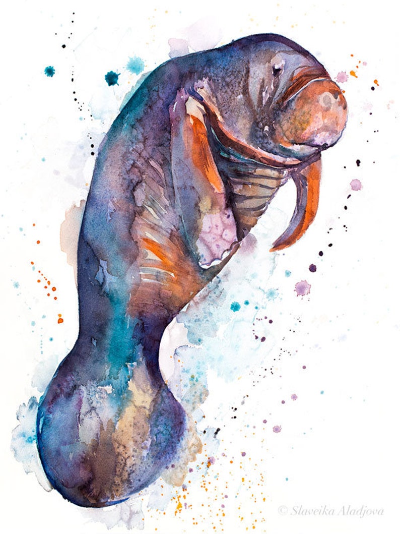 Manatee Watercolor Painting Print by Slaveika Aladjova Art - Etsy