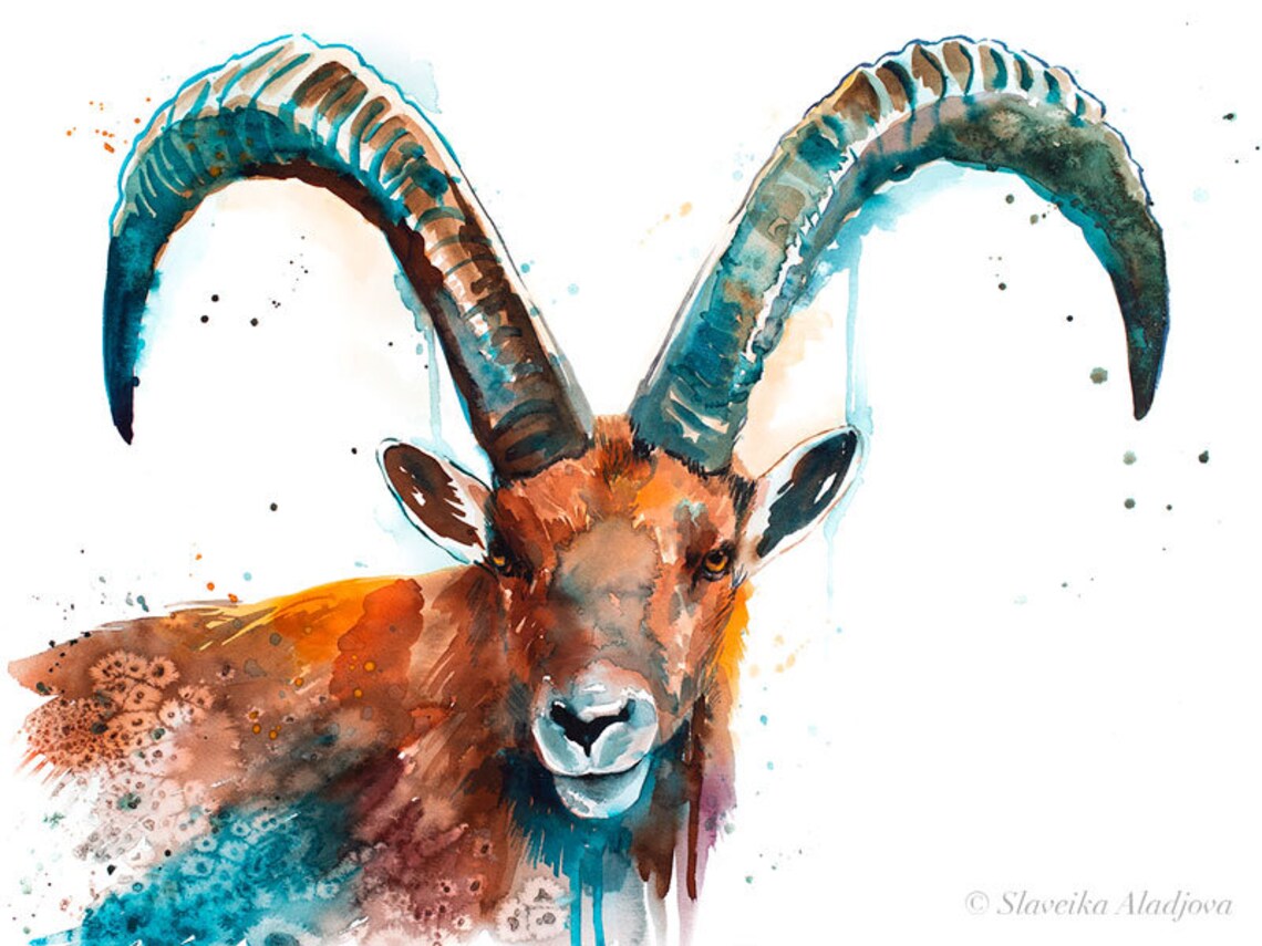 Alpine Ibex Watercolor Painting Print by Slaveika Aladjova, Goat, Art ...