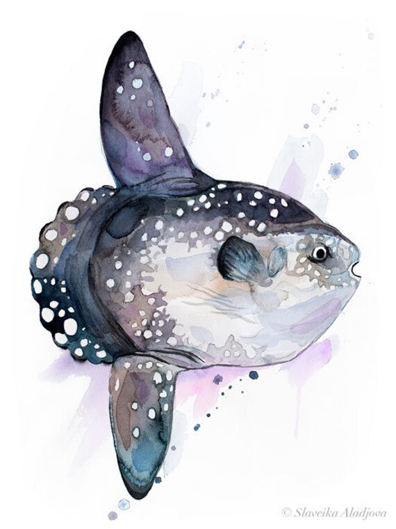 Ocean Sunfish Drawing