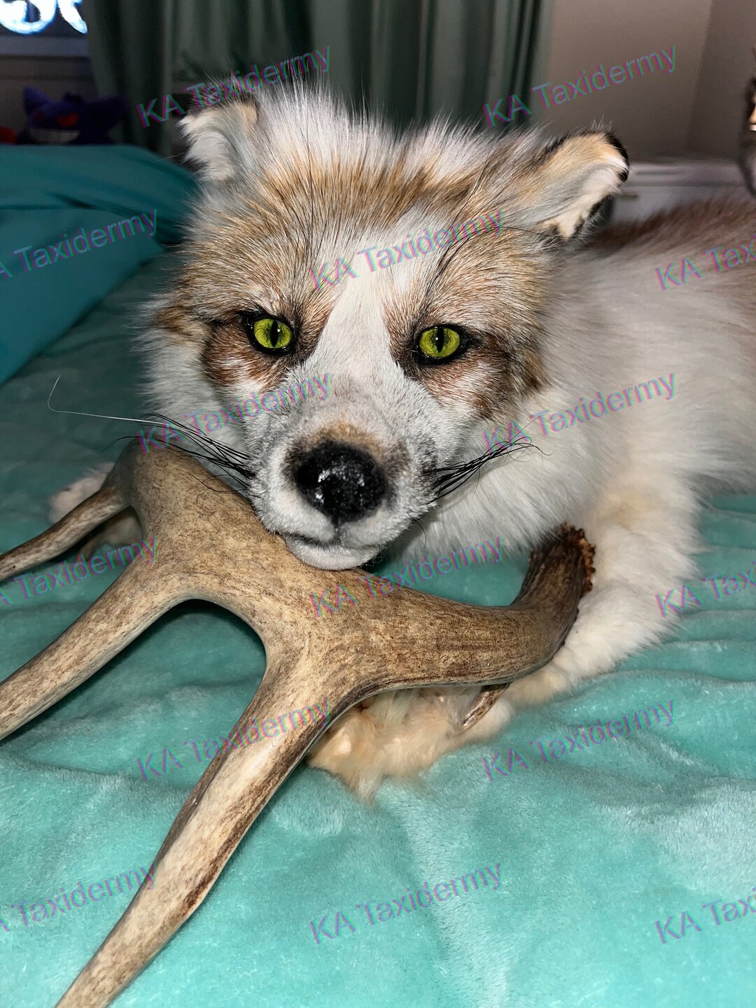 Taxidermy Soft Mount Sun Glow Red Marble Ranch Fox - Etsy