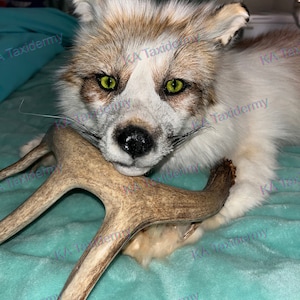 Taxidermy Soft Mount Sun Glow Red Marble Ranch Fox - Etsy