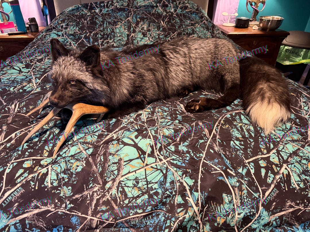 Taxidermy Soft Mount Dark Silver Ranch Fox - Etsy