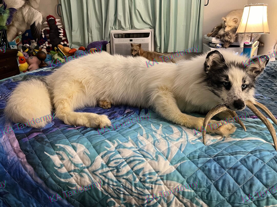 Taxidermy Soft Mount Marble Ranch Fox - Etsy