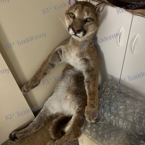 Mountain Lion - Etsy