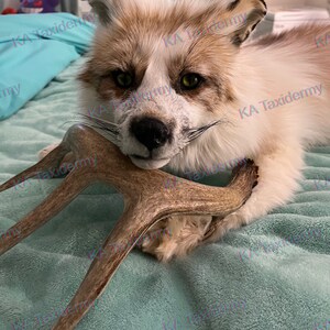 Taxidermy Soft Mount Sun Glow Red Marble Ranch Fox - Etsy
