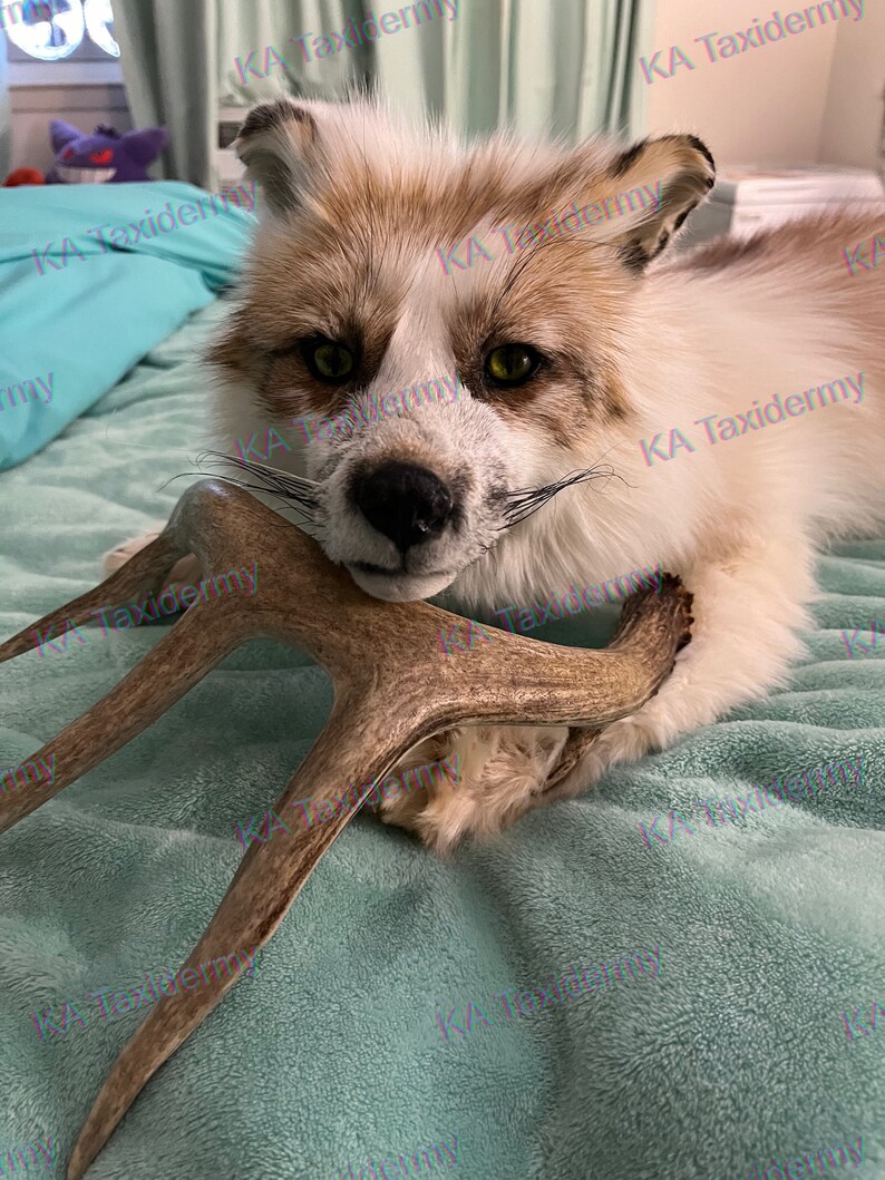Taxidermy Soft Mount Sun Glow Red Marble Ranch Fox - Etsy