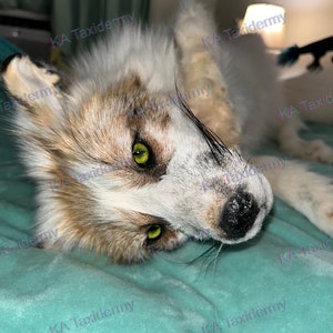 Taxidermy Soft Mount Sun Glow Red Marble Ranch Fox - Etsy
