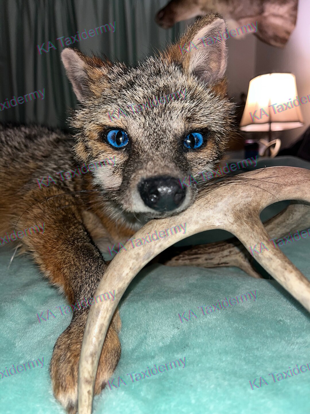 Taxidermy Soft Mount Wild Gray Fox - Etsy