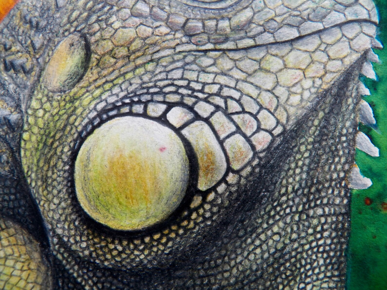 Cayman Green Iguana Drawing and Watercolor Painting 8x10 - Etsy