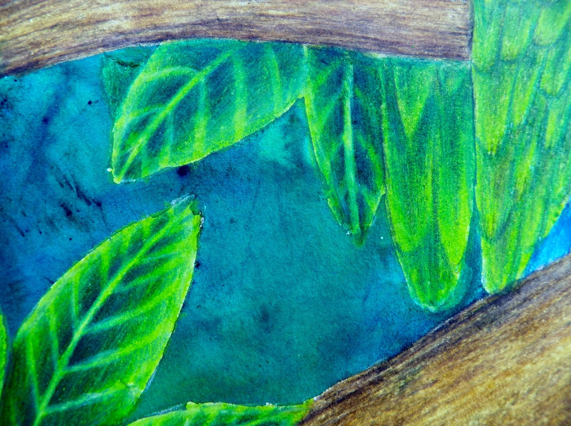 Cayman Parrots Drawing and Watercolor Painting, 8x10 Print - Etsy