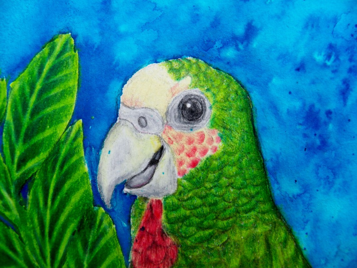 Cayman Parrots Drawing and Watercolor Painting, 8x10 Print - Etsy