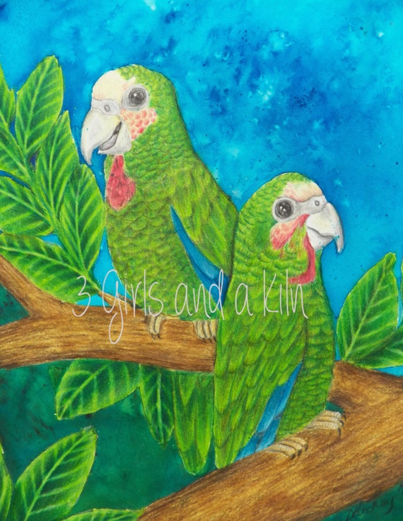 Cayman Parrots Drawing and Watercolor Painting 8x10 Print | Etsy